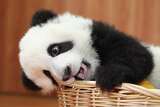 These pictures of baby pandas will make your ovaries ache