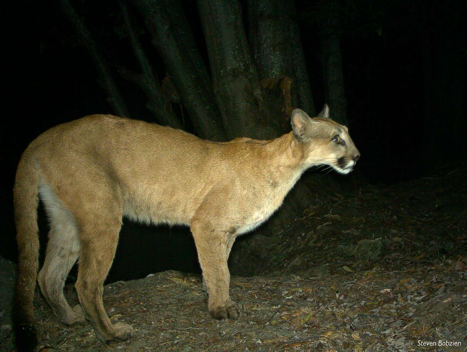 Unusual cluster of cougars roaming Sunol hills