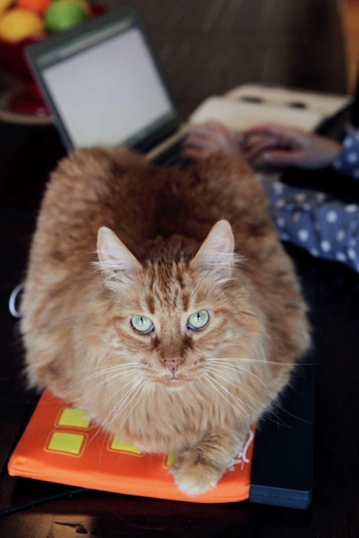 Meow Mix crowdsources ideas for cat products