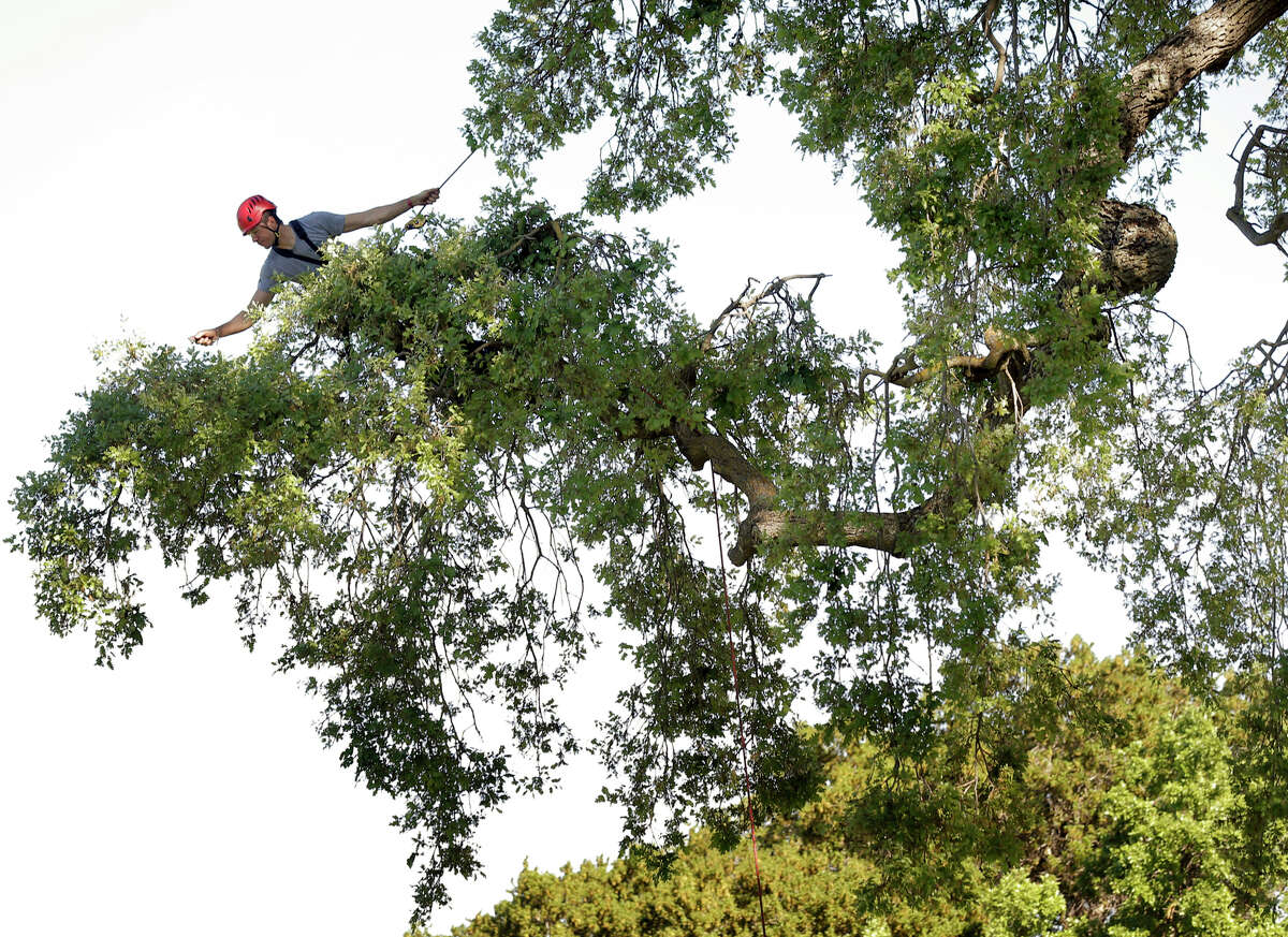 S.F. tree-climbing champ set to go out on a limb