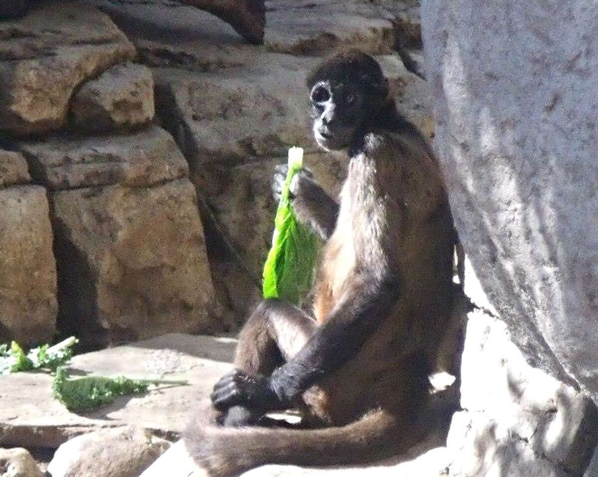 San Antonio Zoo mourns loss of spider monkey