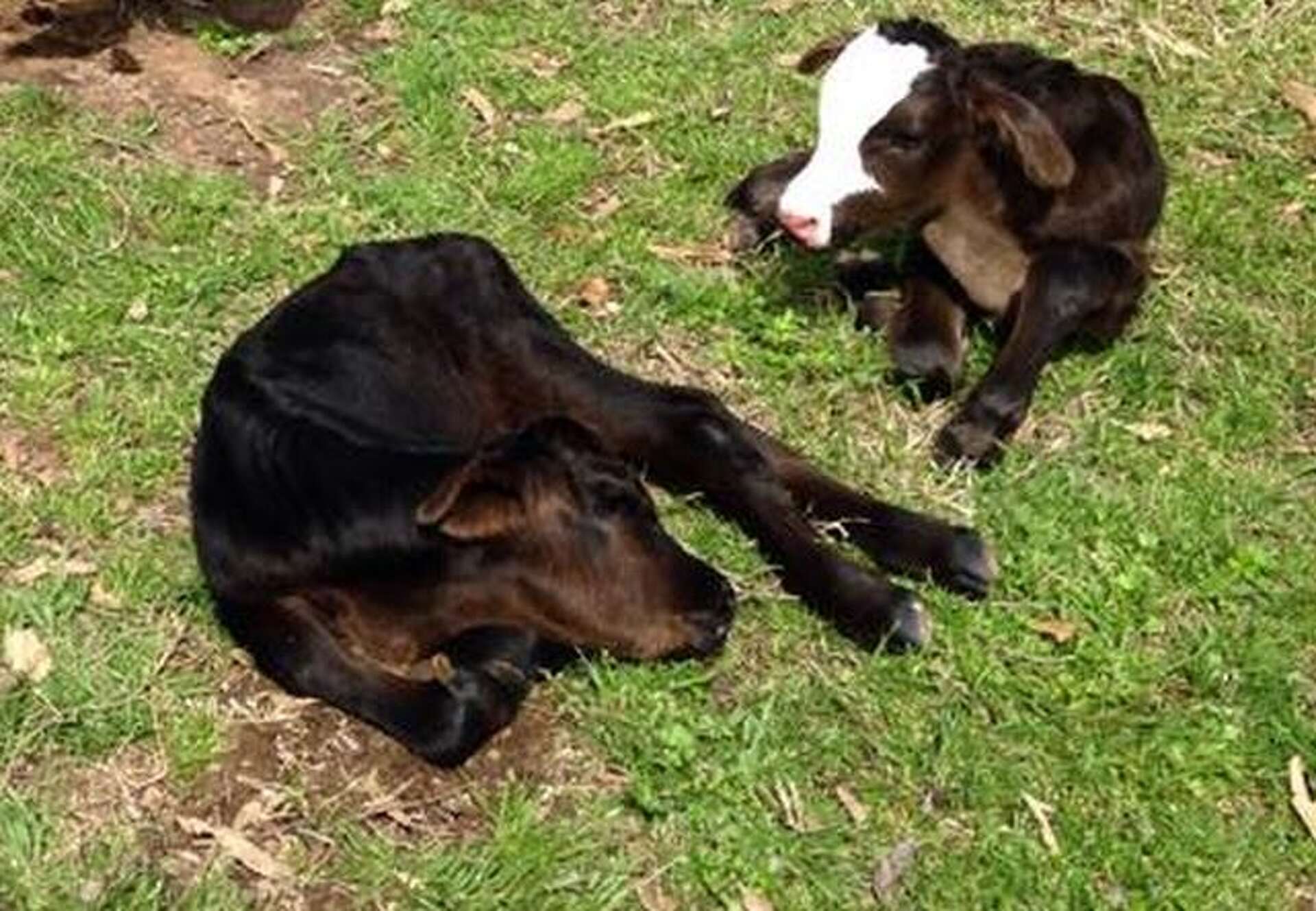 Texas cow gives birth to four calves in extremely rare occurrence