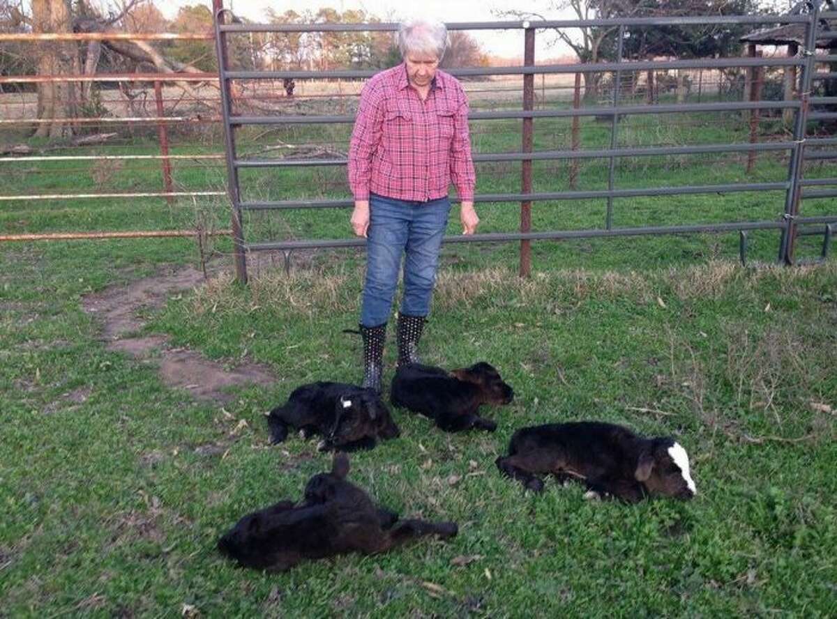 Texas cow gives birth to four calves in extremely rare occurrence