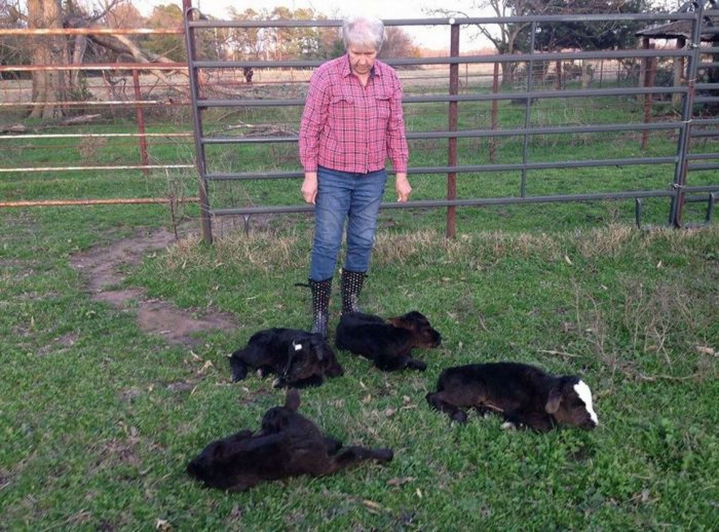 Texas cow gives birth to four calves in extremely rare occurrence