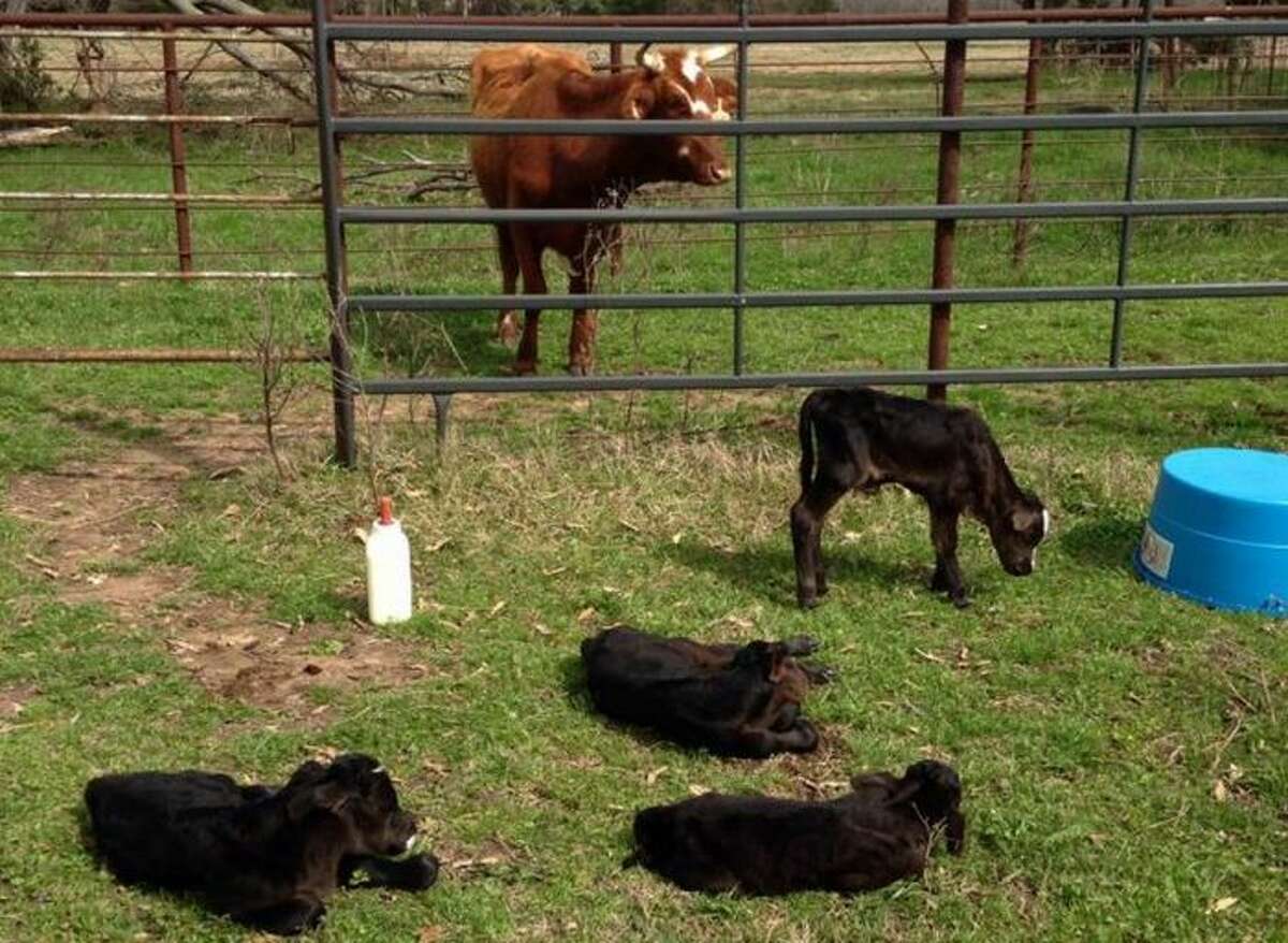 Texas cow gives birth to four calves in extremely rare occurrence