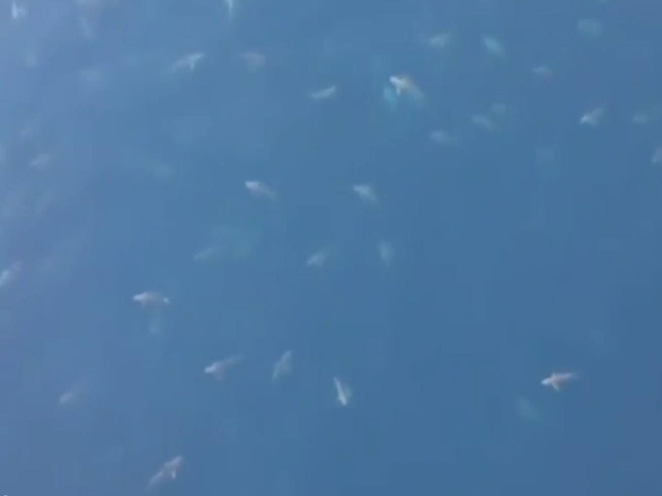 Feeding frenzy footage shows hundreds of sharks in the Gulf