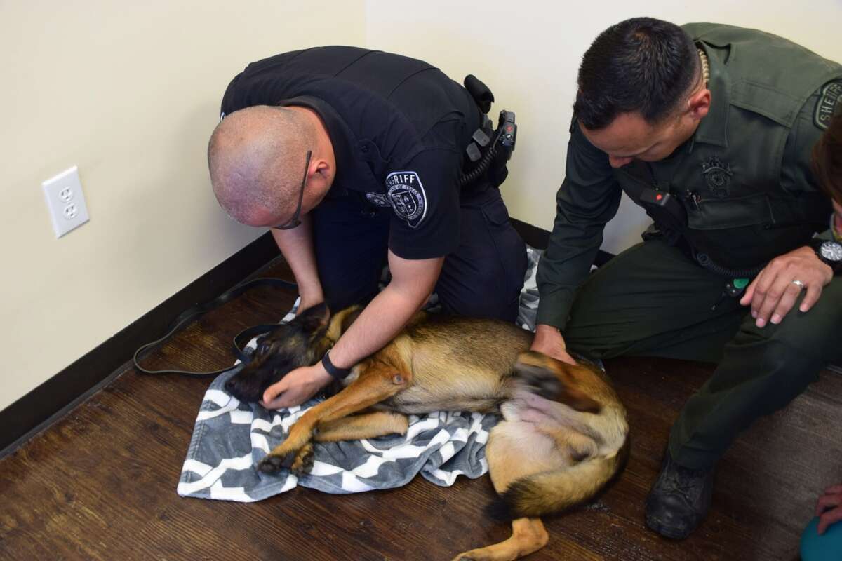 BCSO K9 Unit deputies learn to provide emergency care to their pups