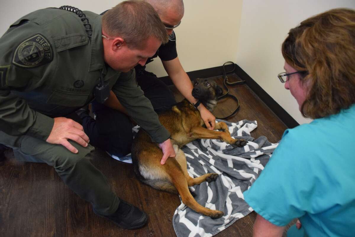 BCSO K9 Unit deputies learn to provide emergency care to their pups