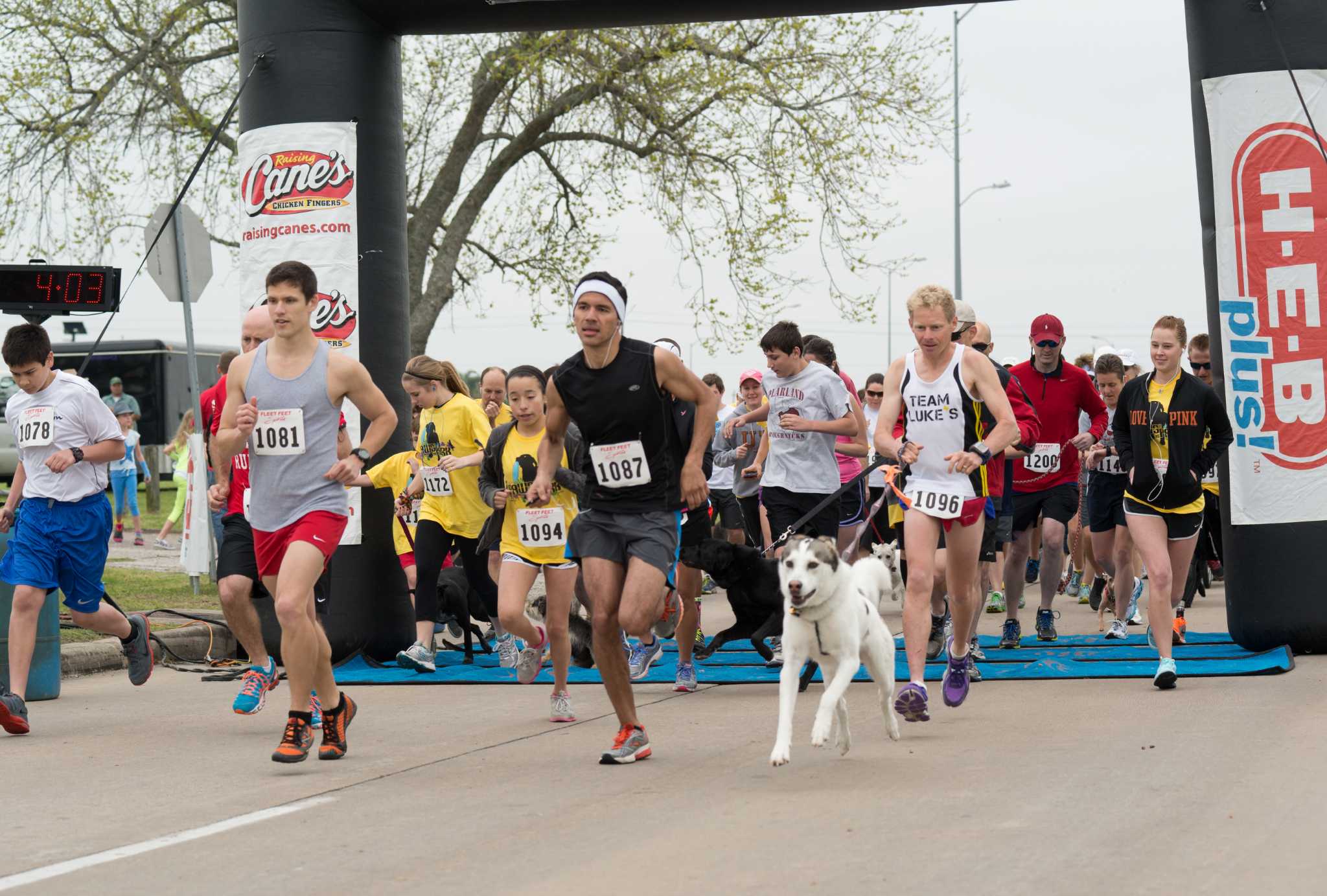'Paws' event shows that dogs can draw a crowd