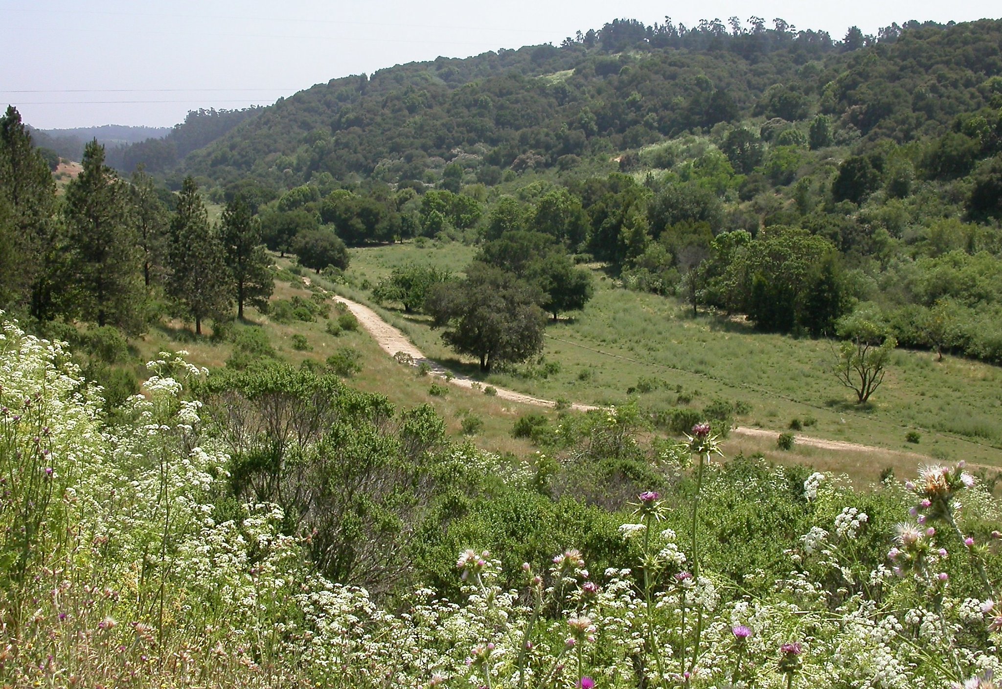 Lake Chabot park offers peaceful springtime retreats