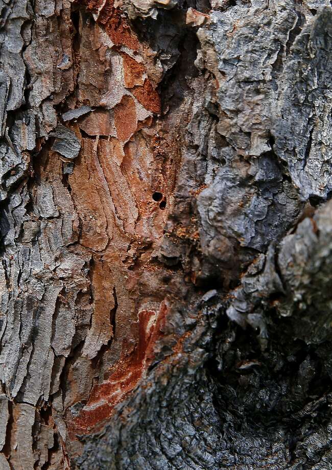 29 million trees dead from bark beetle infestation pose fire risk in ...