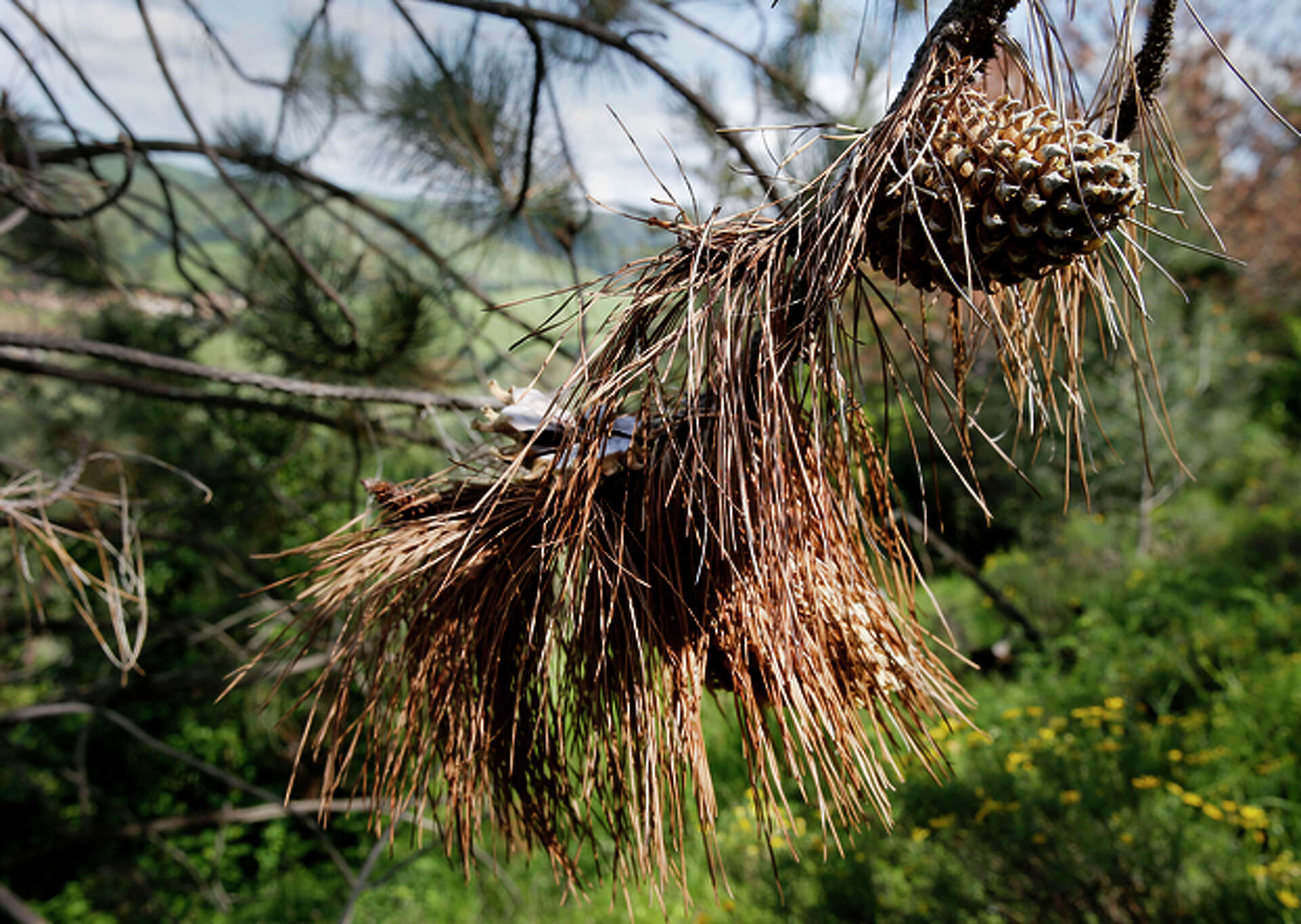 beetle destroying pine trees