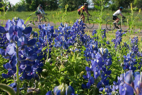 Texas' bluebonnet season is in full bloom