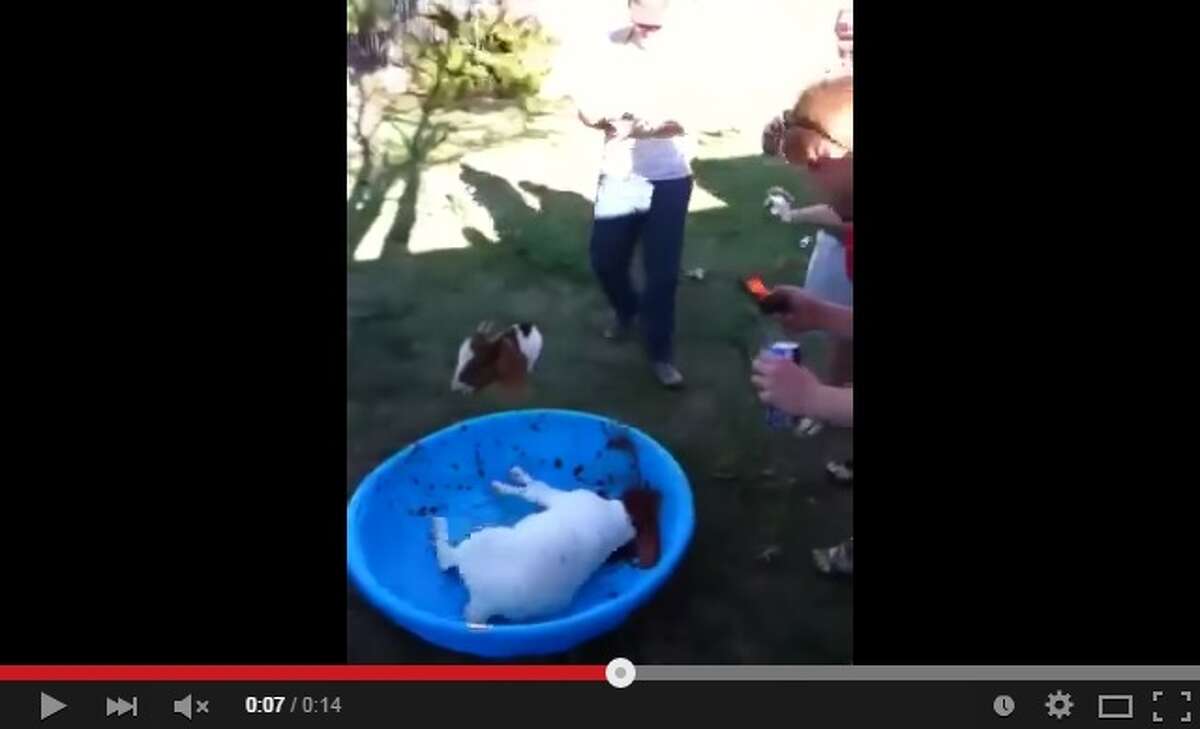 Graphic video of goat beheading near Tulane University spurs investigation