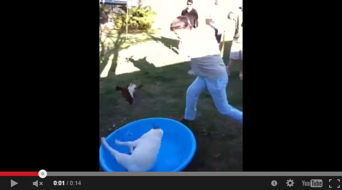 Graphic video of goat beheading near Tulane University spurs investigation