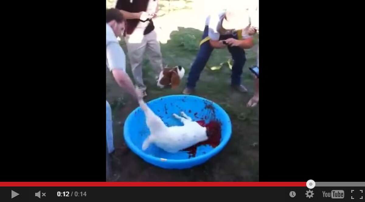 Graphic video of goat beheading near Tulane University spurs investigation