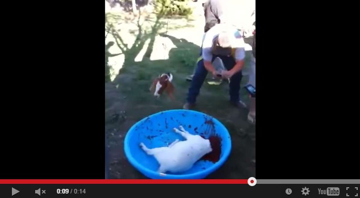 Graphic video of goat beheading near Tulane University spurs investigation