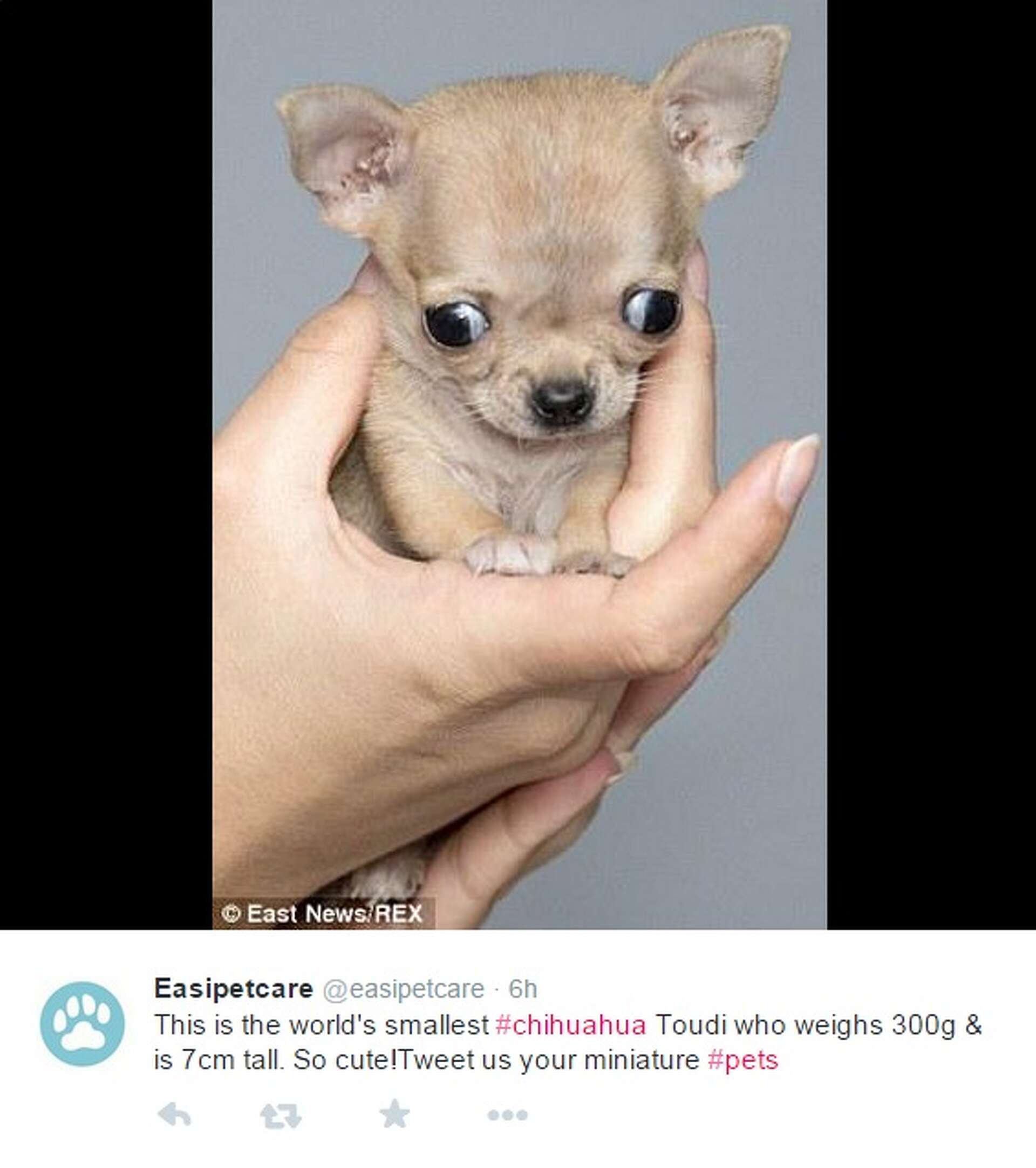 Adorable, pear-sized Chihuahua could be smallest dog ever