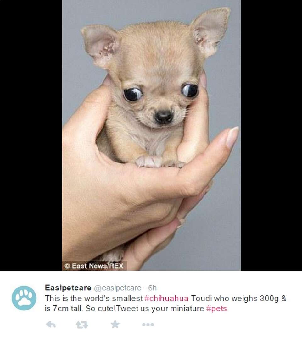 Adorable, pear-sized Chihuahua could be smallest dog ever