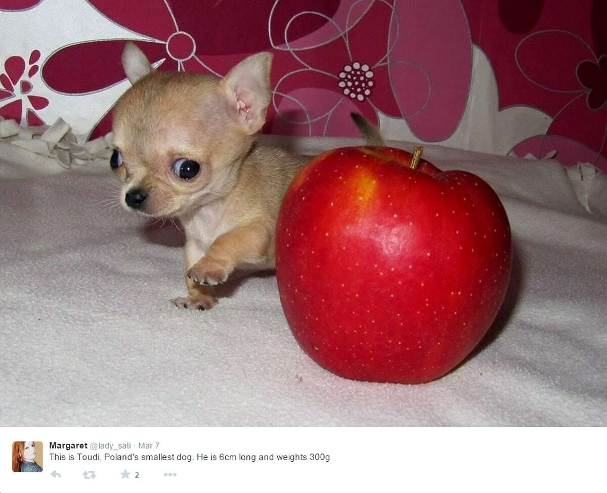Adorable, pear-sized Chihuahua could be smallest dog ever
