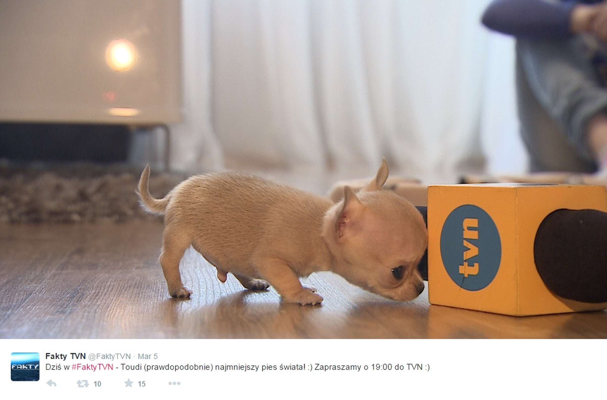 Adorable, pear-sized Chihuahua could be smallest dog ever
