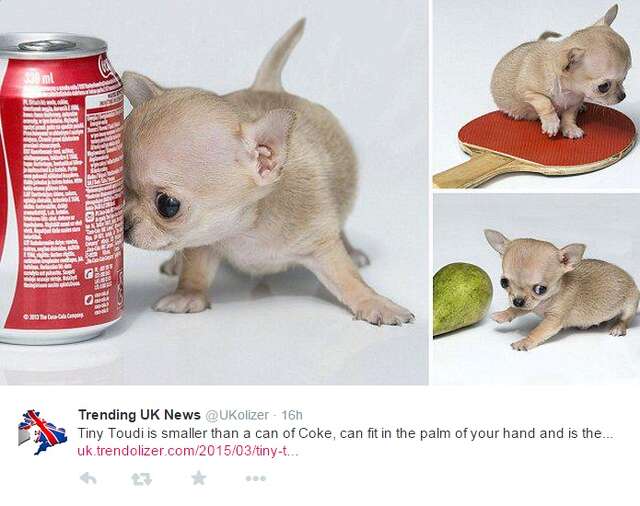 Adorable, pear-sized Chihuahua could be smallest dog ever