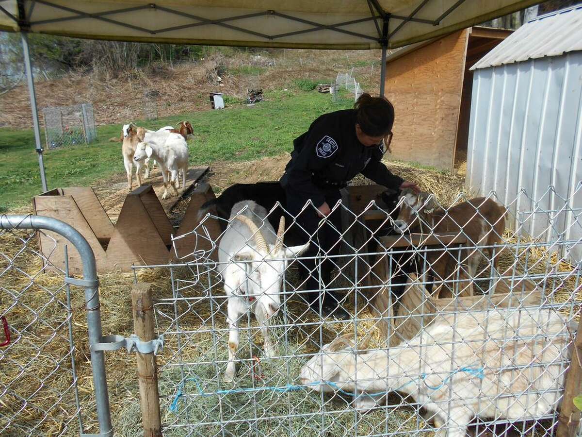 Police corral loose goats in South Seattle
