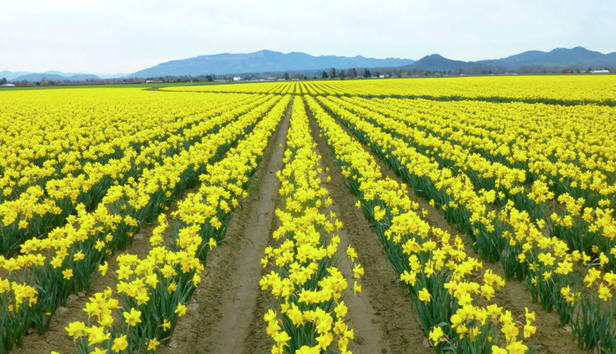 Daffodil and tulip fields you can look at but can’t touch