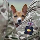 Data reveals the least-intelligent dog breeds - Houston Chronicle