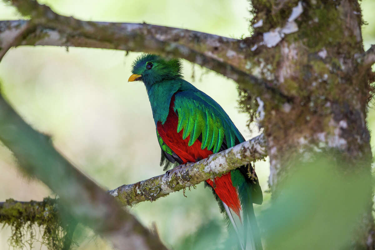 Resplendent quetzal of Costa Rica a show-stopper