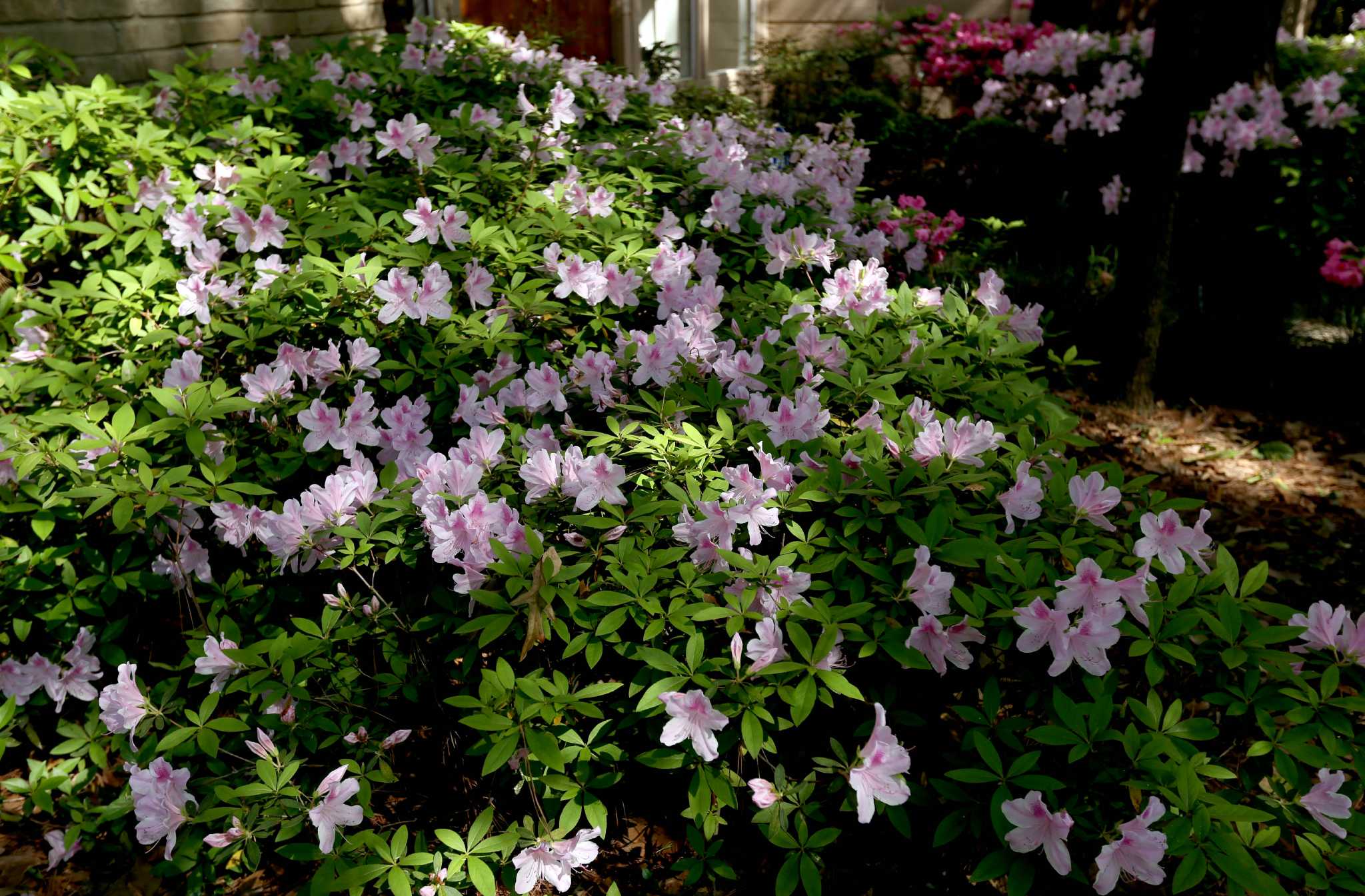 Azaleas find a home to love in Spring