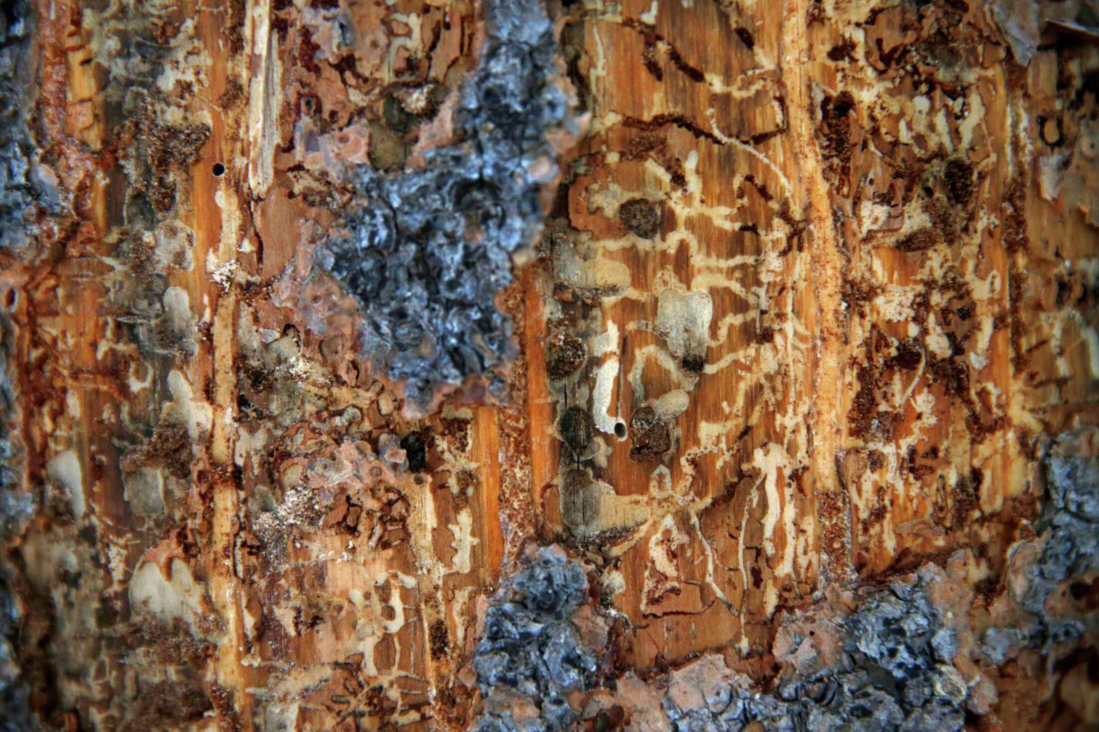 Bark beetles ravaging drought-stricken forests in California