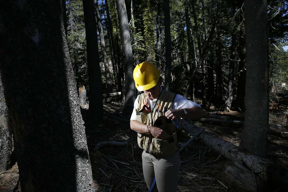 Bark beetles ravaging drought-stricken forests in California