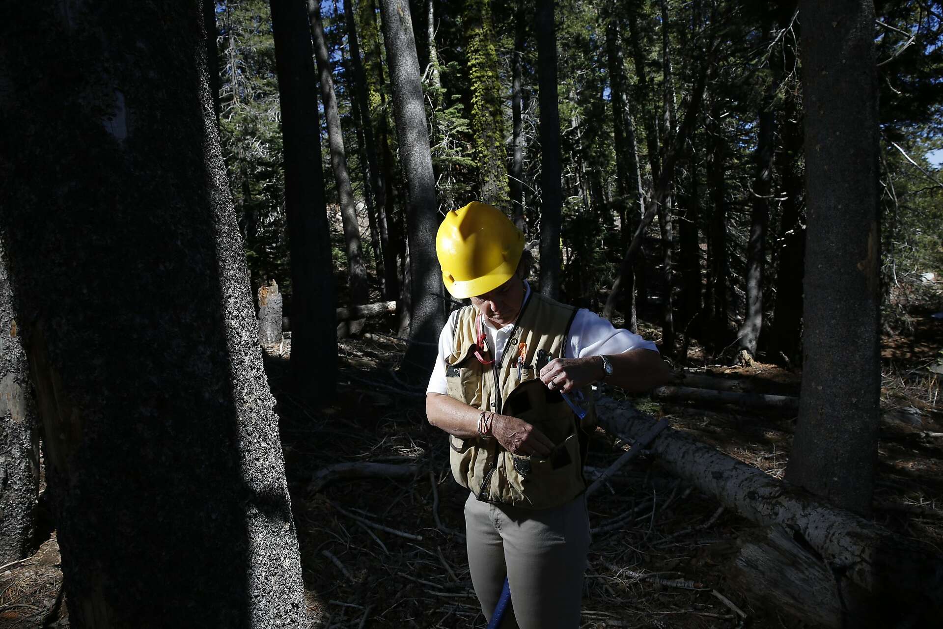 Bark beetles ravaging drought-stricken forests in California