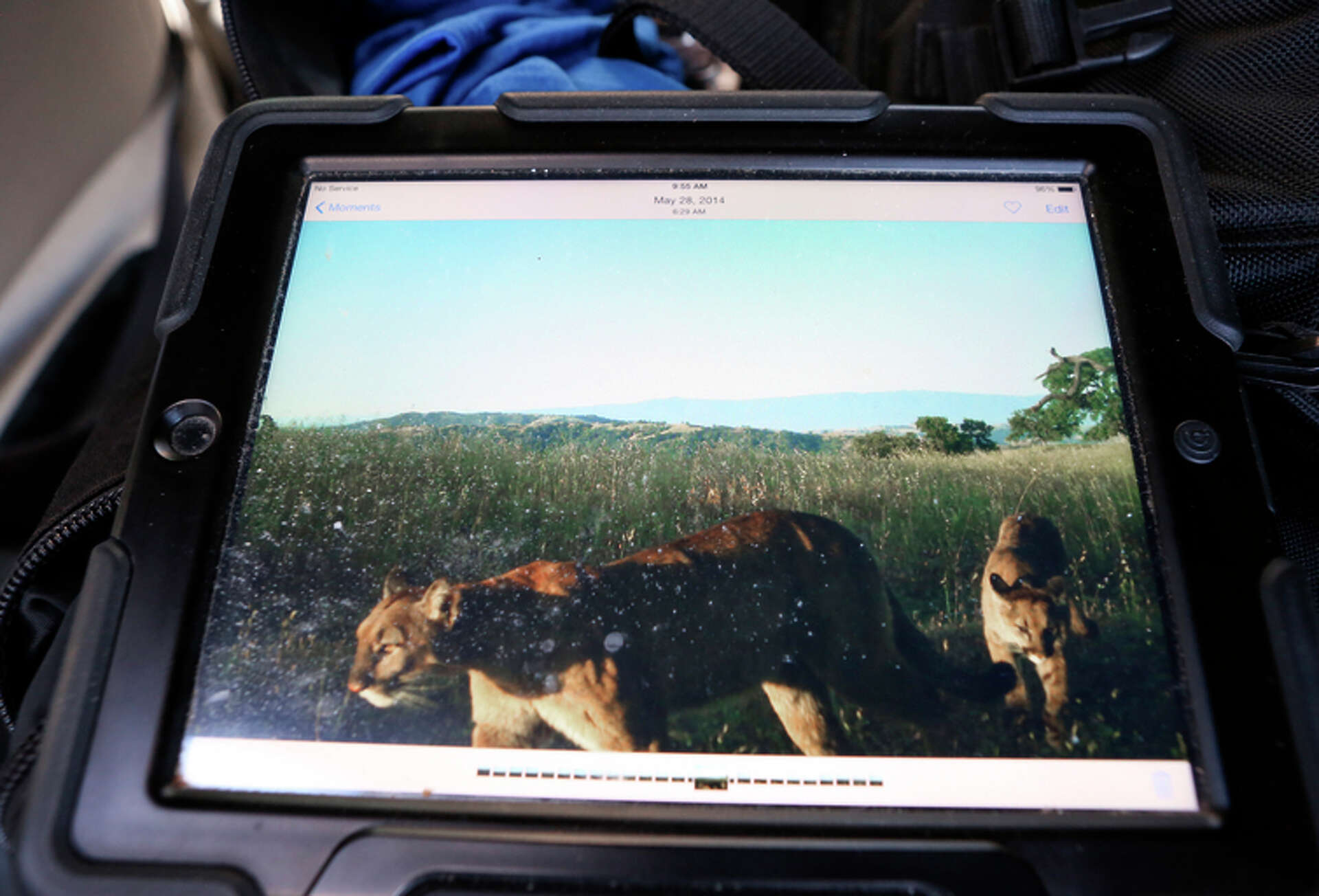Unusual cluster of cougars roaming Sunol hills
