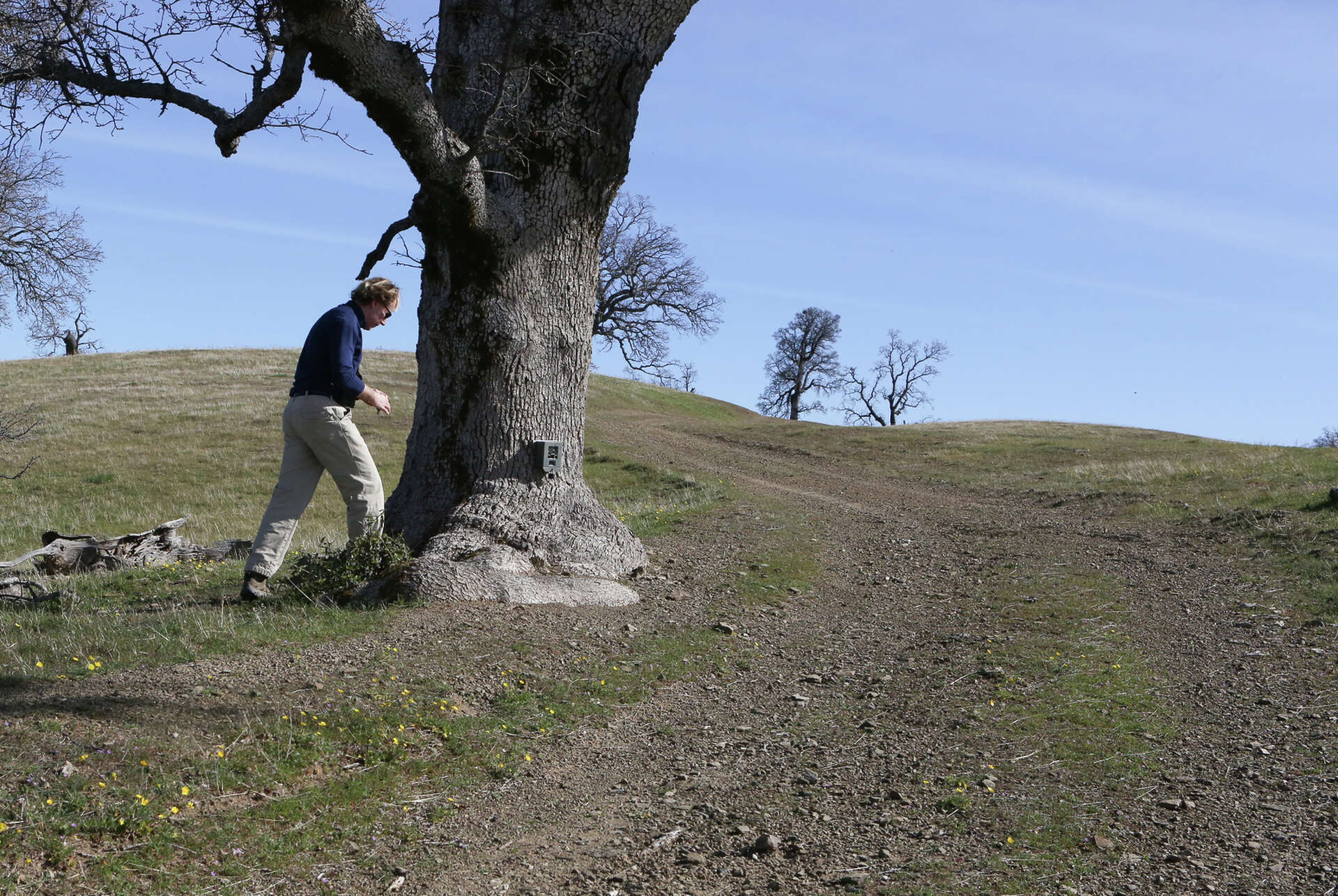 Unusual cluster of cougars roaming Sunol hills