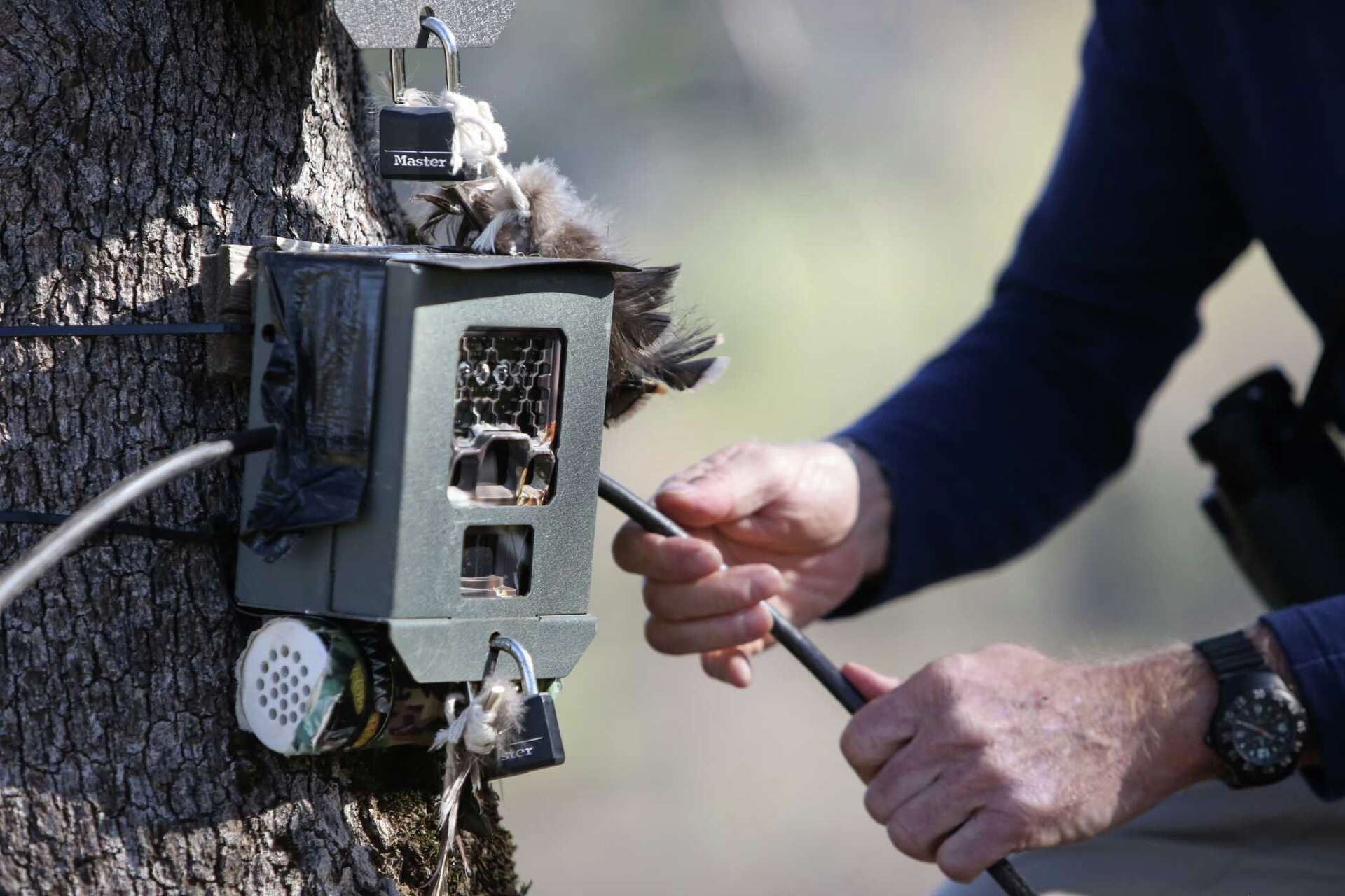 Unusual cluster of cougars roaming Sunol hills