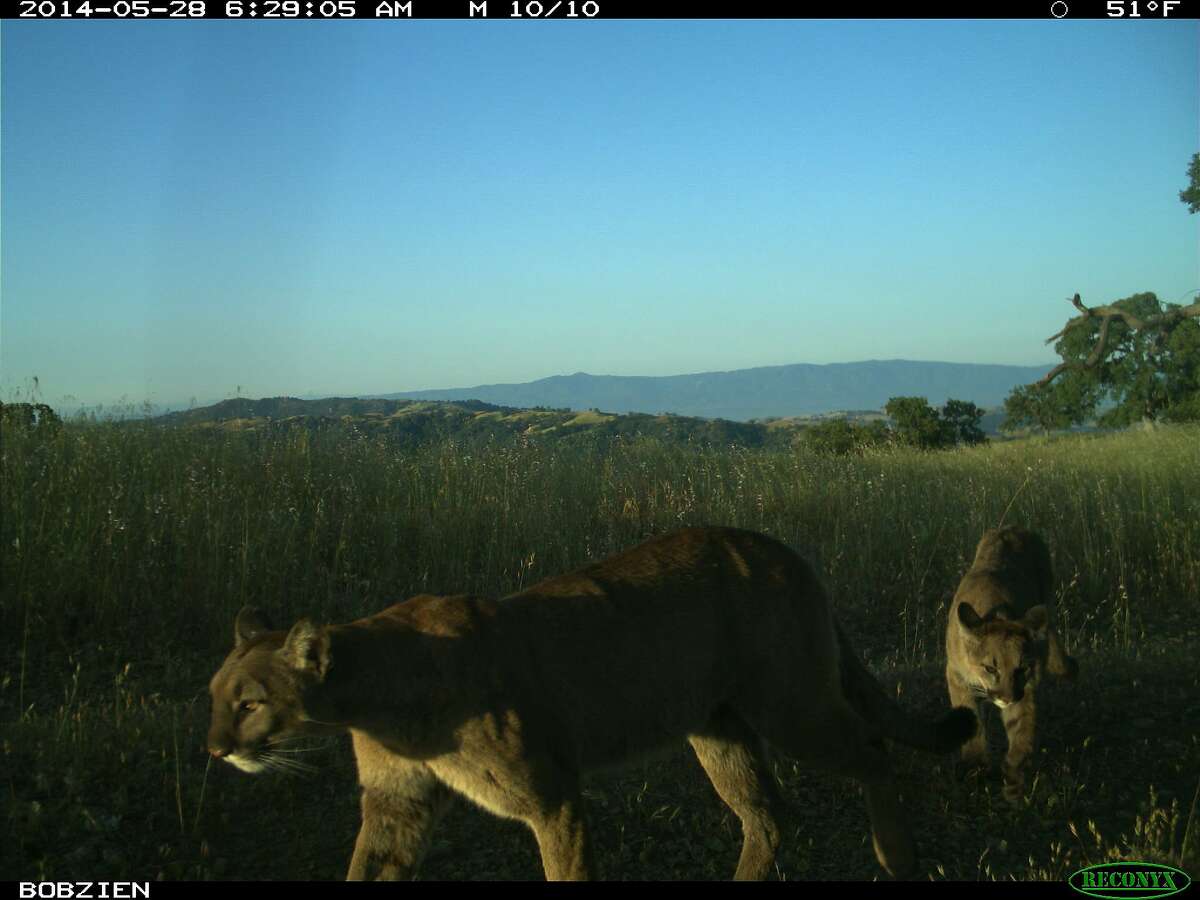 Unusual cluster of cougars roaming Sunol hills