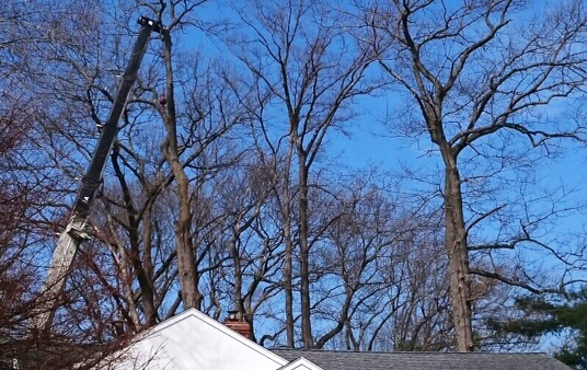 Tree worker injured after 40-foot fall on Rock Major Road