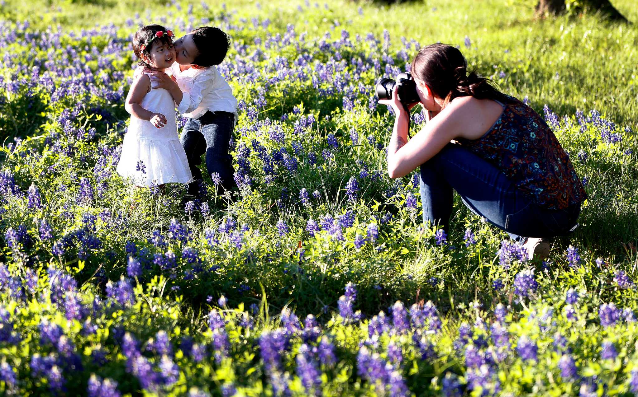 Bluebonnet bumper crop lures Texas' spring pilgrims