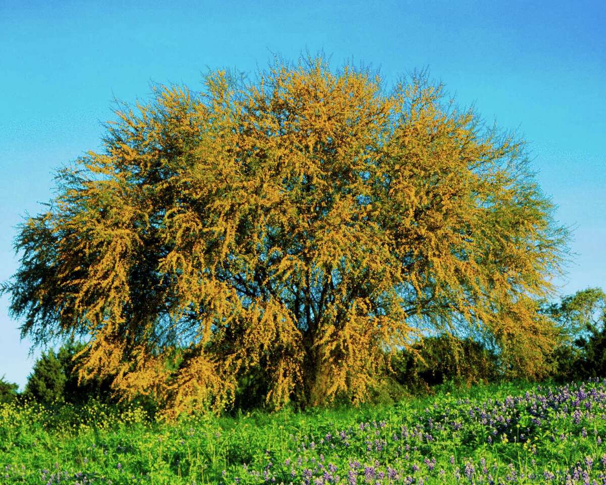 Garden chores: Week of April 4