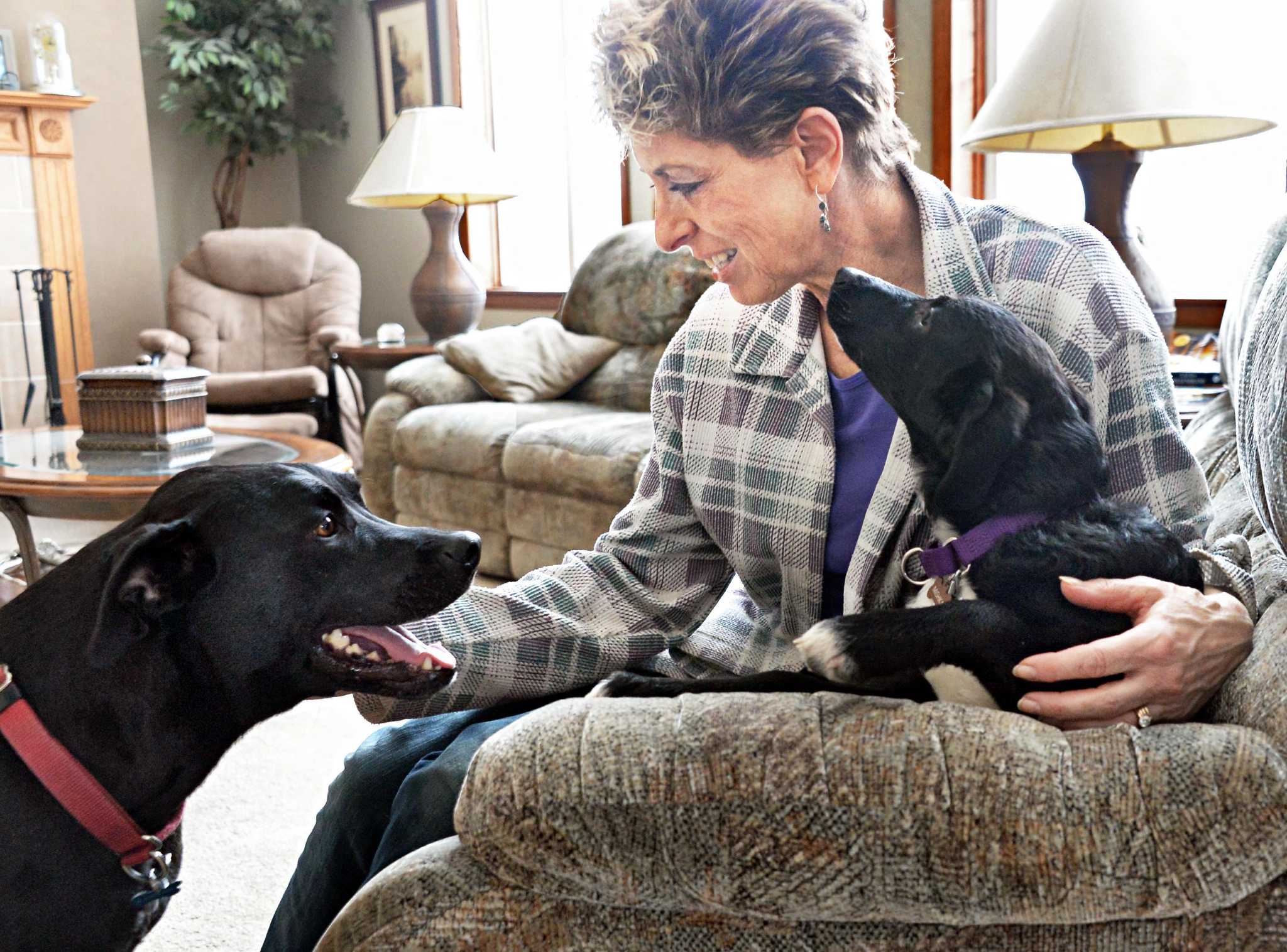 Homeless canines come from Russia for love