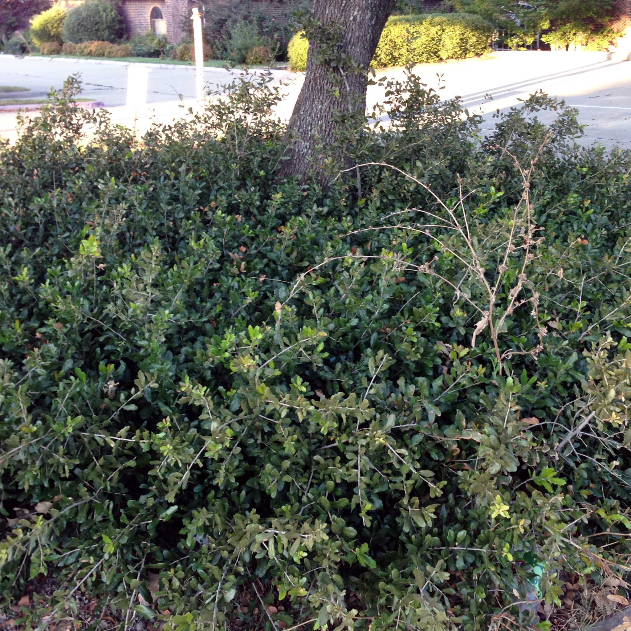 How to deal with root sprouts beneath live oaks