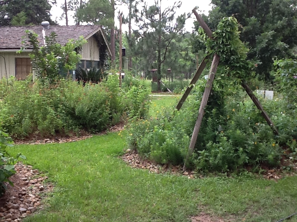 How to turn your yard into an ecosystem