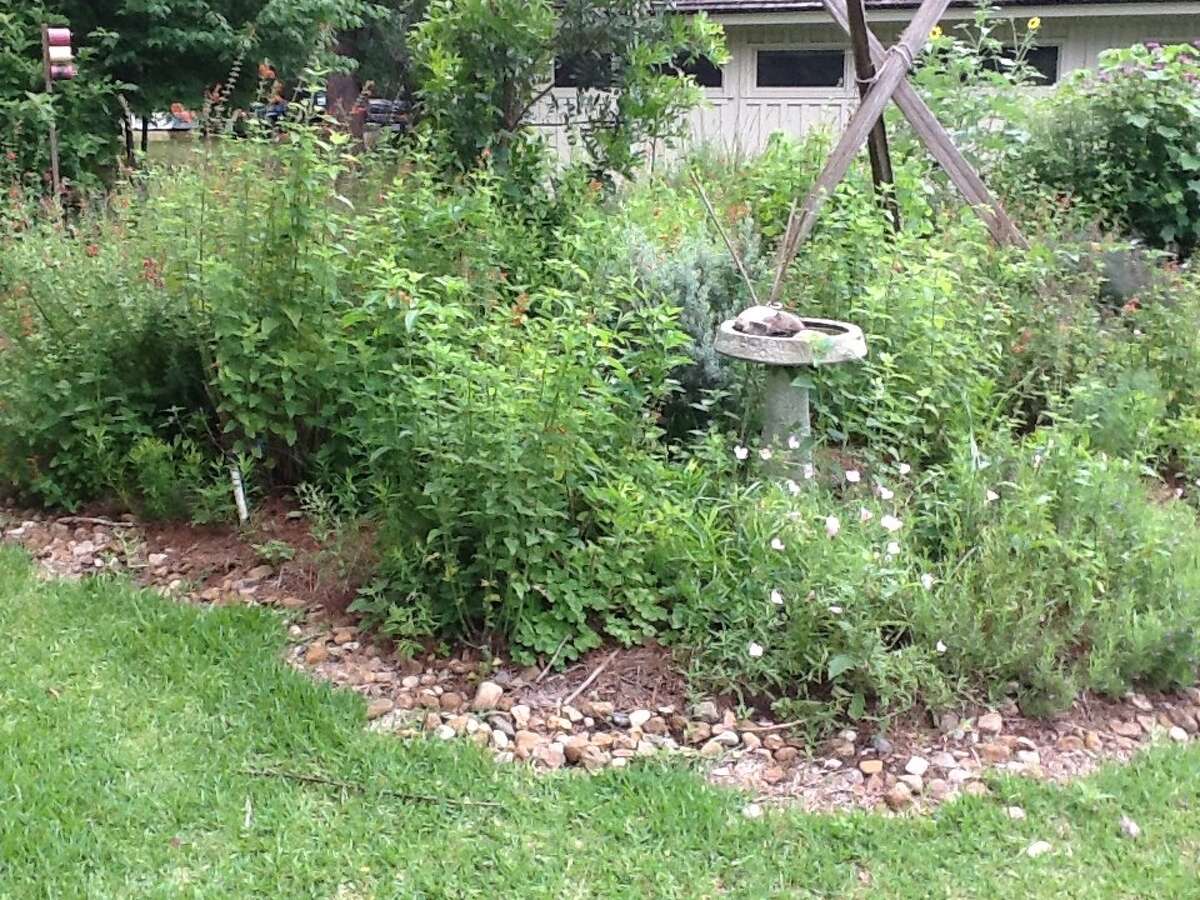 How to turn your yard into an ecosystem