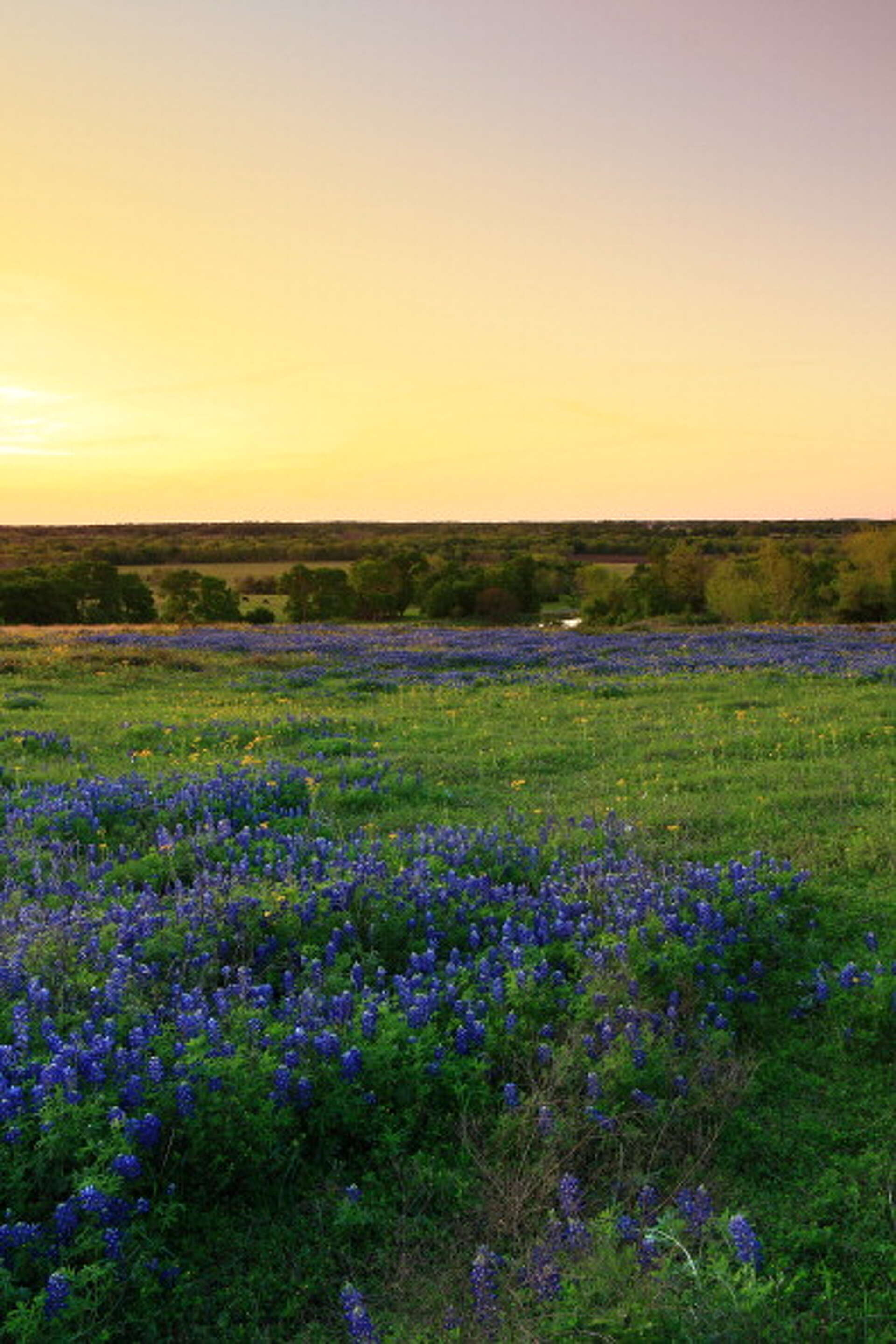 Everything you need to know about bluebonnets in Texas