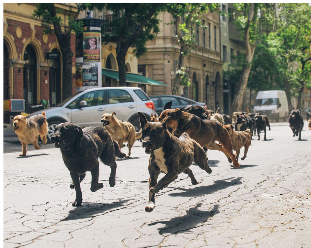 When dogs stand in for humans, 'White God’ gets interesting