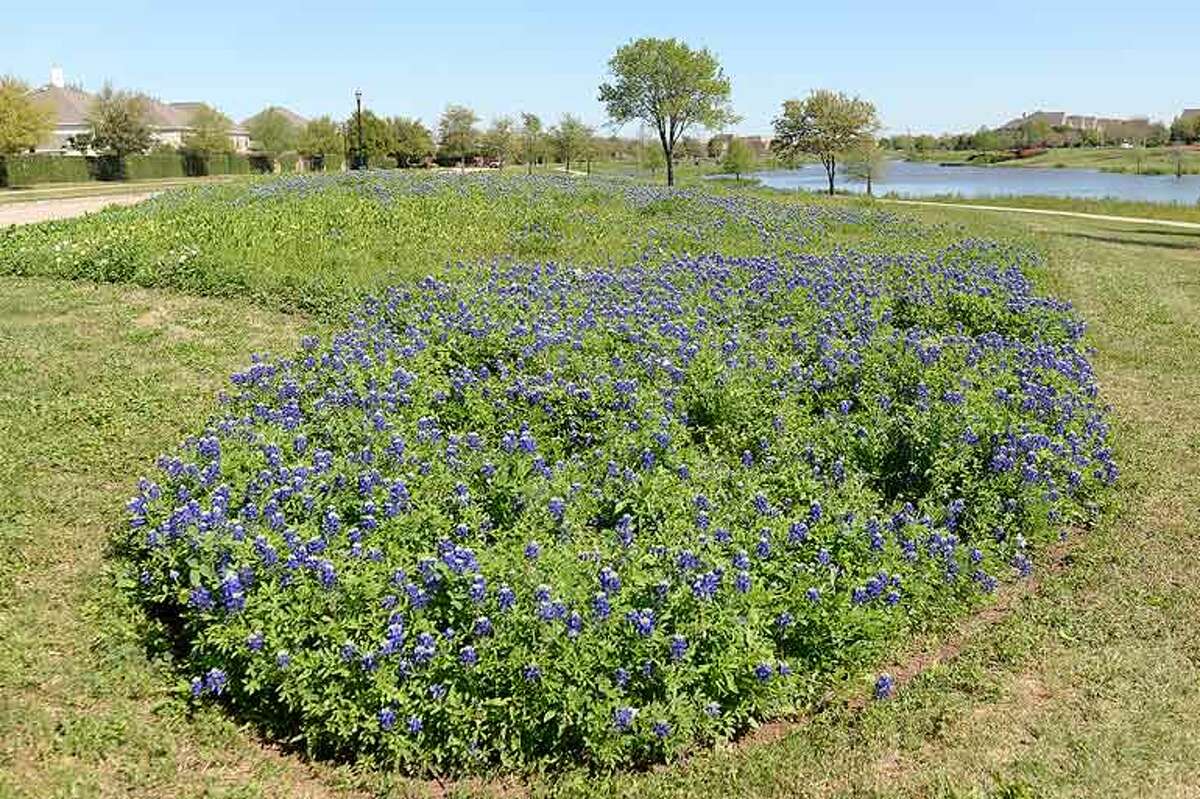Incredibly beautiful, rare albino bluebonnets photographed in Texas ...