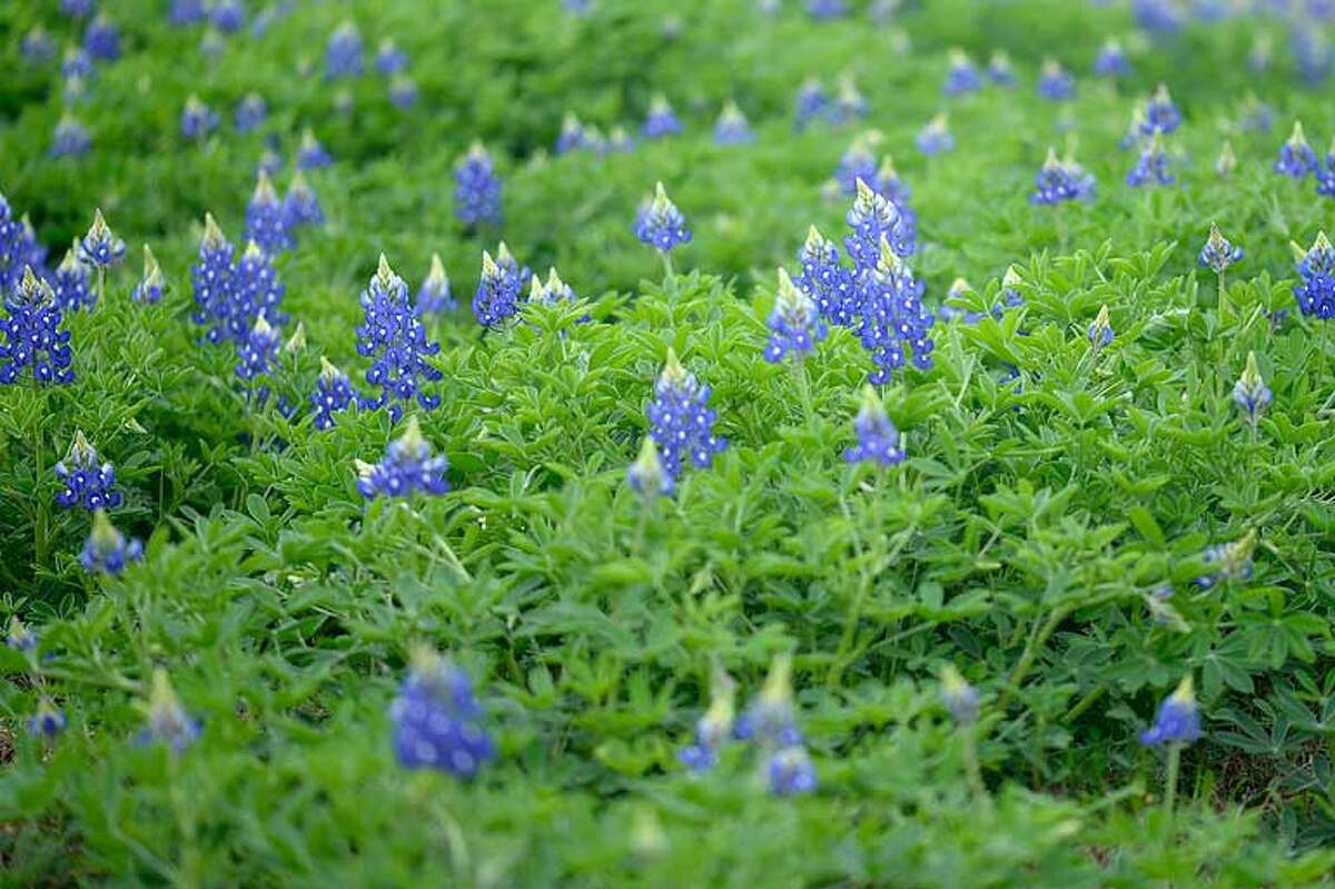 Incredibly beautiful, rare albino bluebonnets photographed in Texas ...