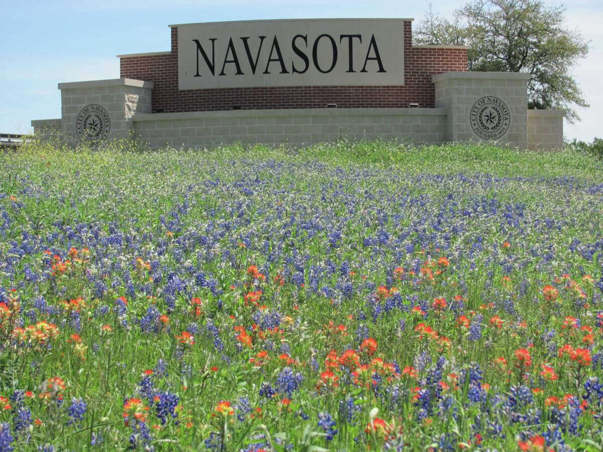 Incredibly beautiful, rare albino bluebonnets photographed in Texas ...